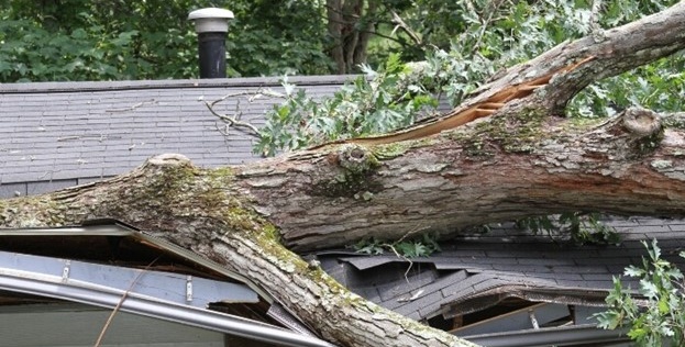Tree Damage on Roofs & Homes: Gresham's Guide